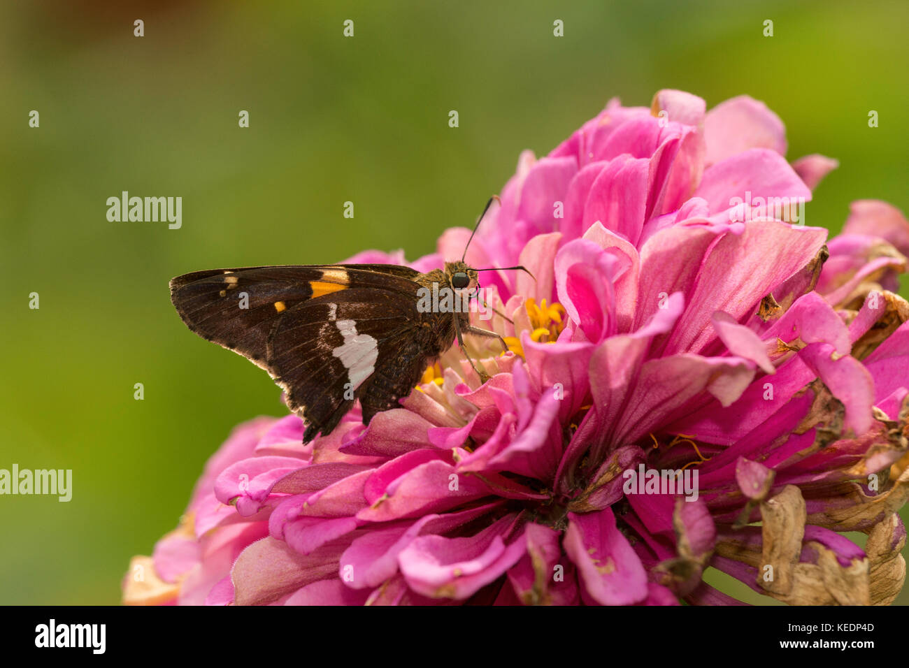 Silver Spotted Skipper feeding on Zinnia flower Stock Photo - Alamy