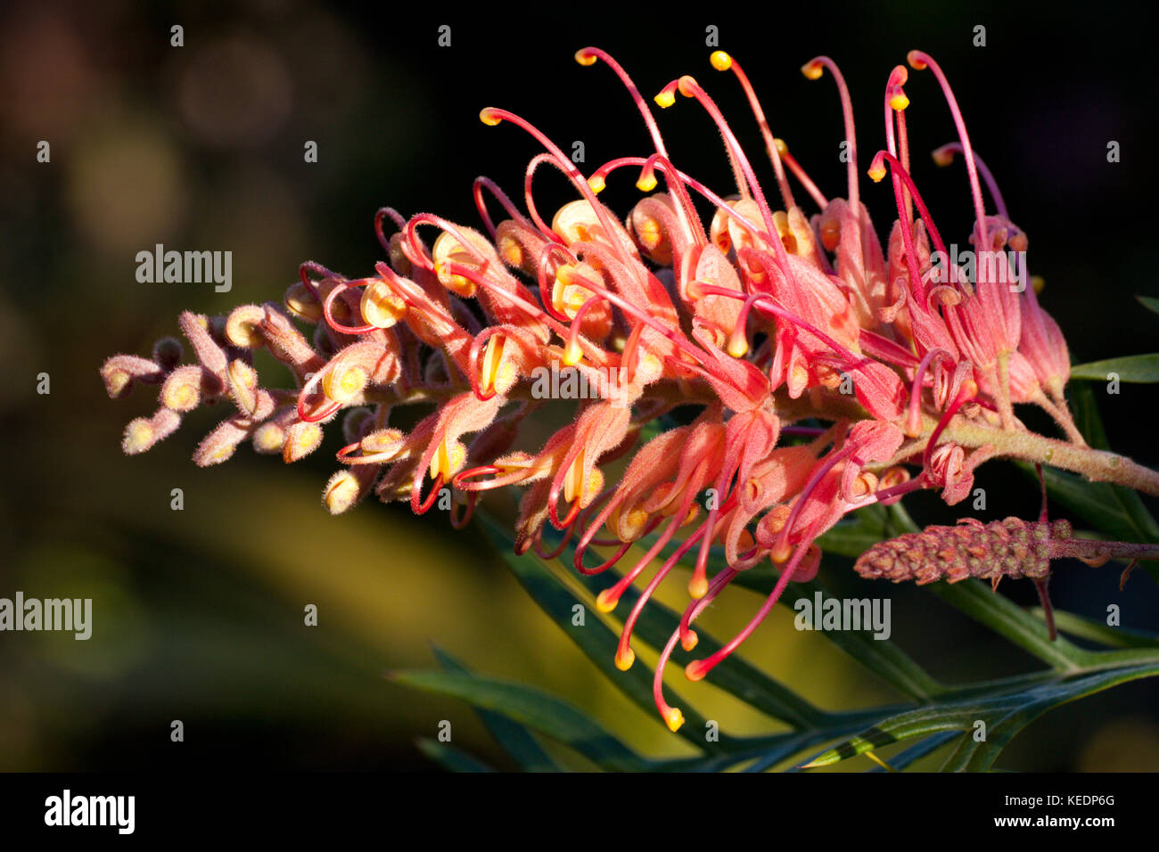 Orange Grevillea Flower (Grevillea sp.) Cultivar. Hopkins Creek. New ...