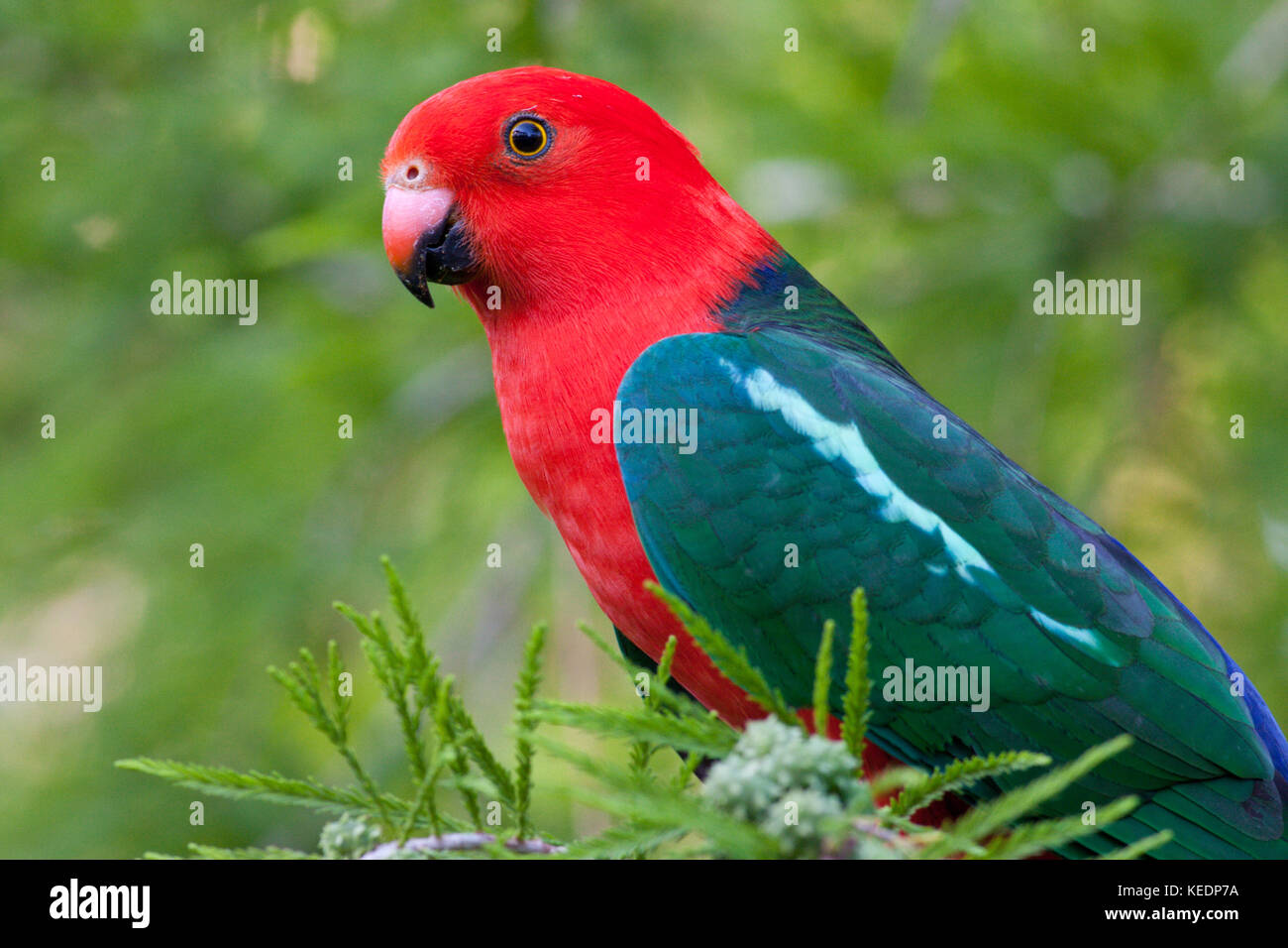 Male australian king parrot hi-res stock photography and images - Alamy