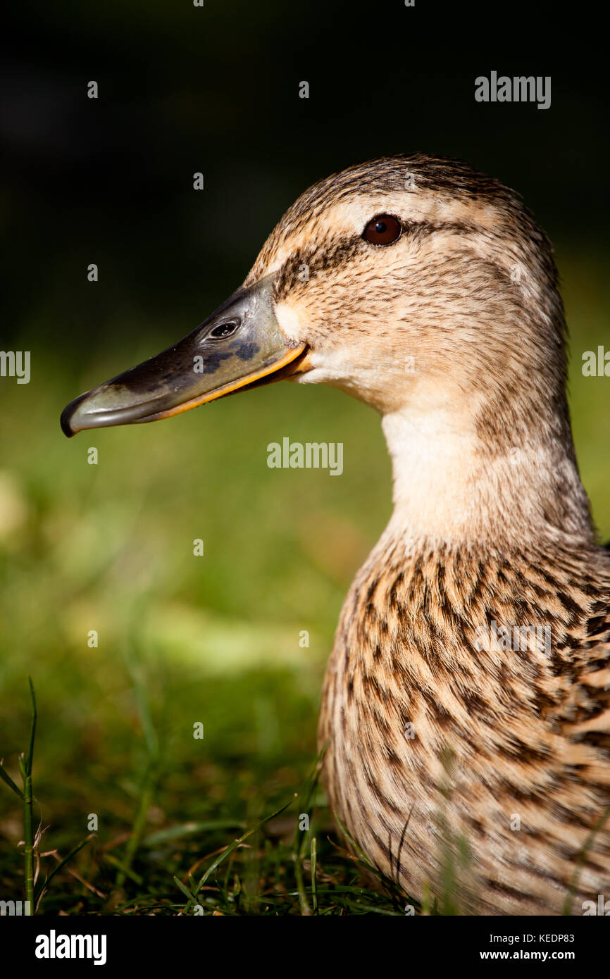 Female Mallard (Anas platyrhynchos) resting on grass. Penn Common. Penn ...