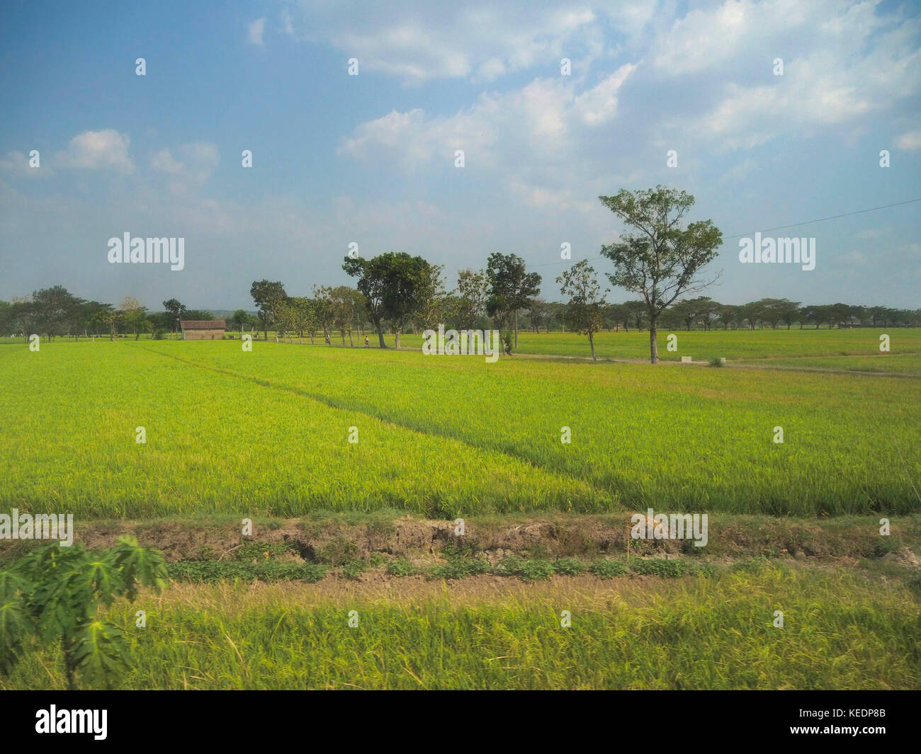 Paddy field of central java hi-res stock photography and images - Alamy