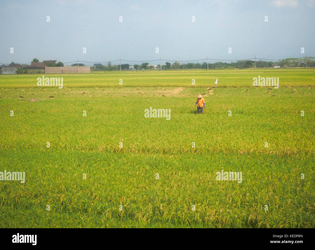 Paddy field near Surakarta (Solo) in Central Java, Indonesia Stock ...