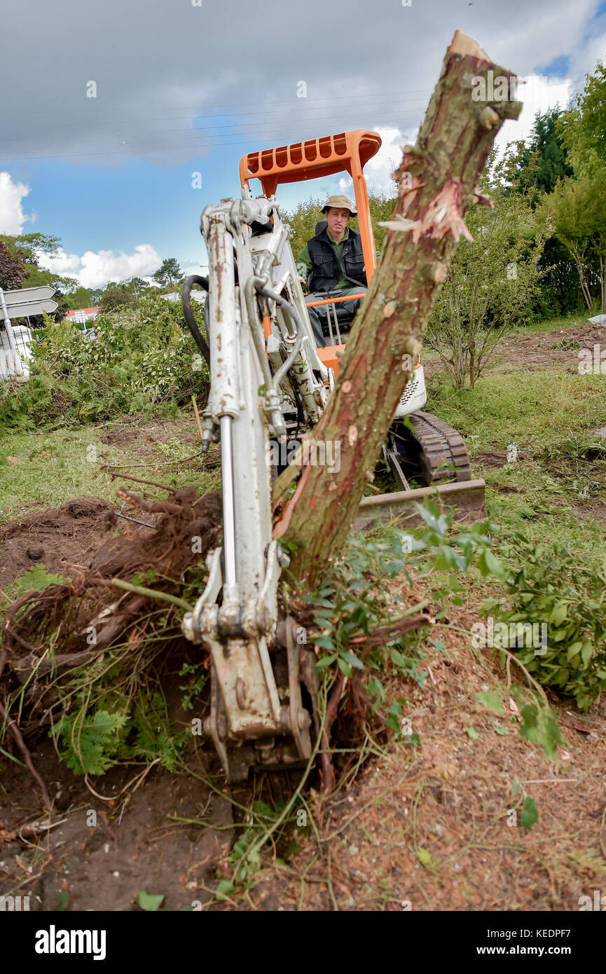 Using a digger to remove a tree Stock Photo - Alamy