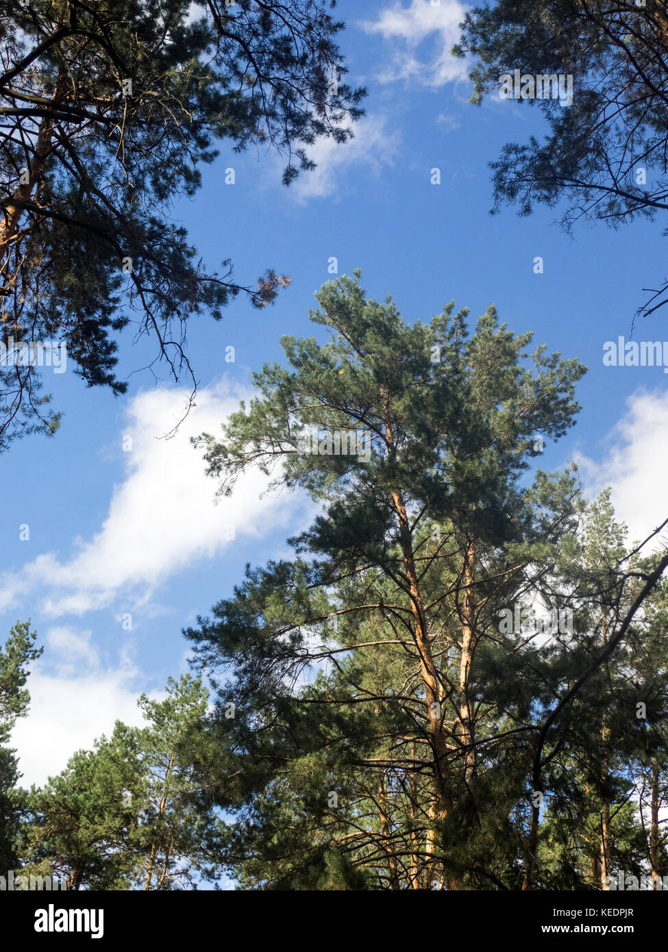 Top of trees against blue sky with clouds Stock Photo - Alamy