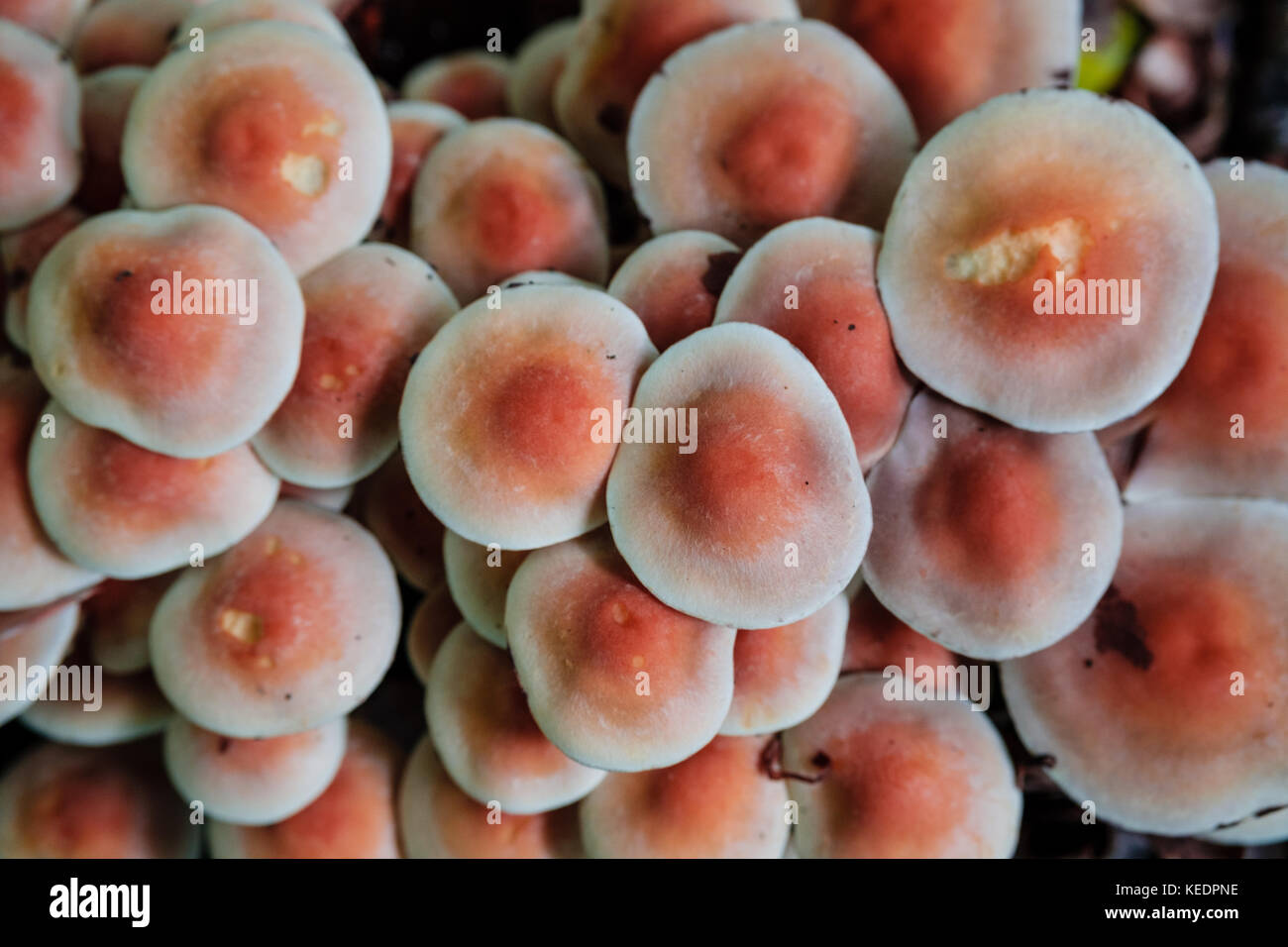 stack of colorful wild mushrooms Stock Photo - Alamy