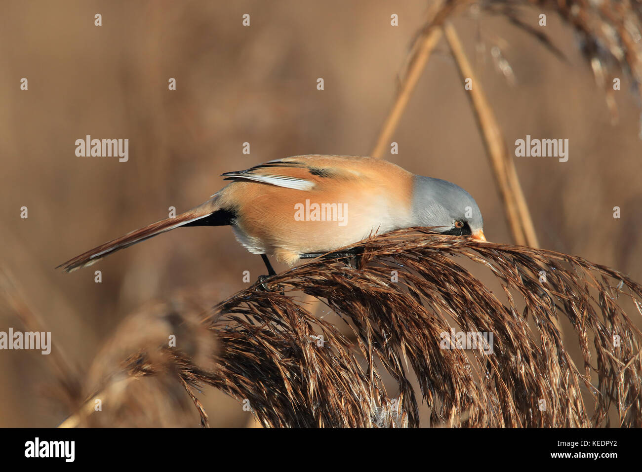 Bearded Reedling or Bearded Tit (Panurus biarmicus) Baden-Wuerttemberg ...