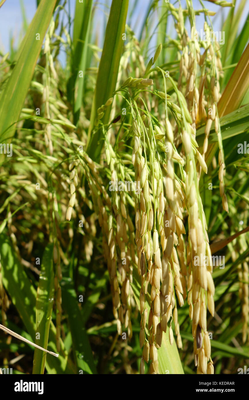 Ripe rice grains in Asia before harvest Stock Photo - Alamy