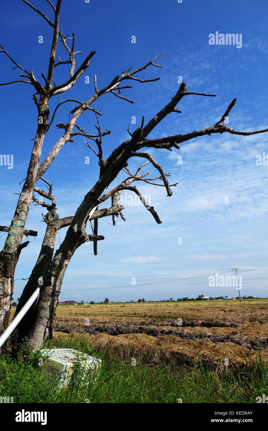 Dried tree in the paddy field with blue sky Stock Photo - Alamy