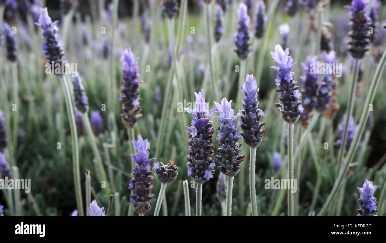 Many Lavender flowers in the field in spring Stock Photo - Alamy