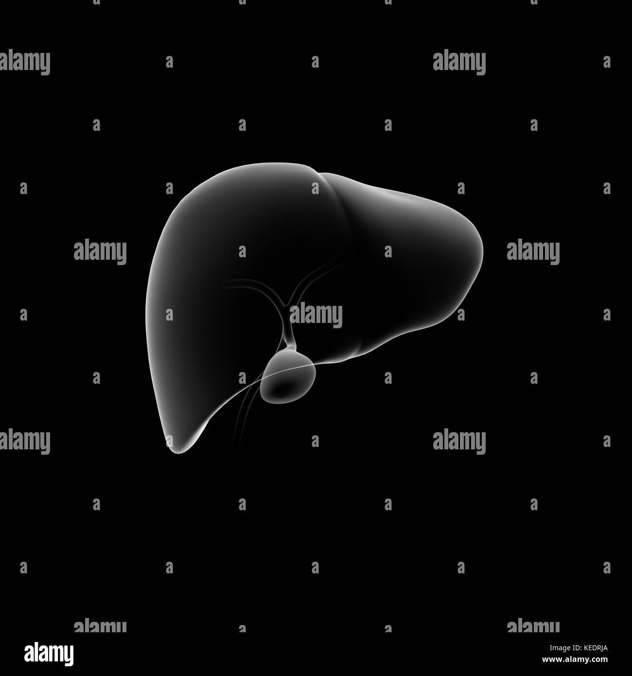 Human Liver, Medical Illustration Stock Photo - Alamy