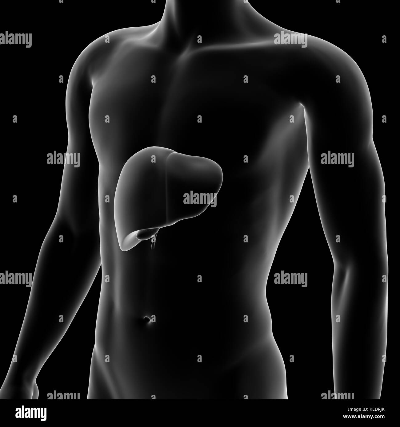 Human Liver, Medical Illustration Stock Photo - Alamy