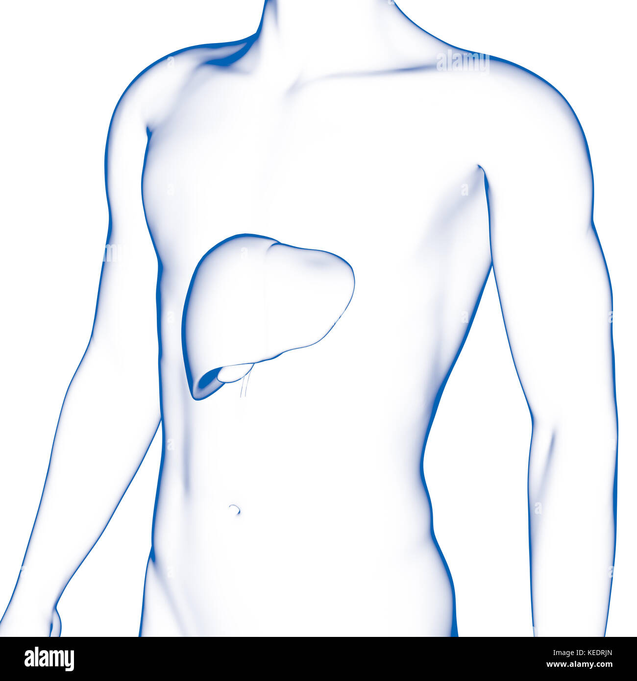 Human Liver, Medical Illustration Stock Photo - Alamy