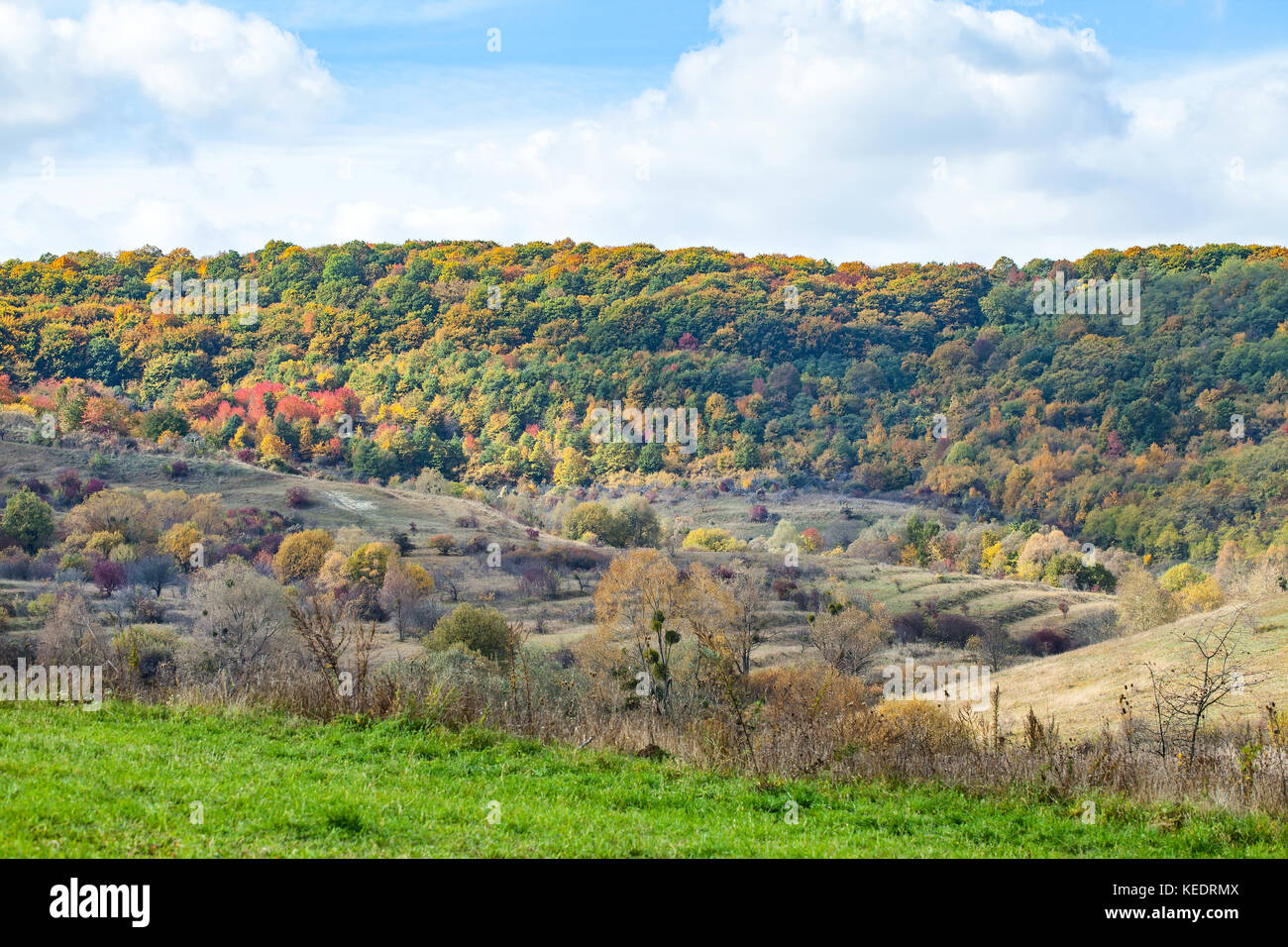 Picture of a colourful forest autumn, in Romania Stock Photo - Alamy