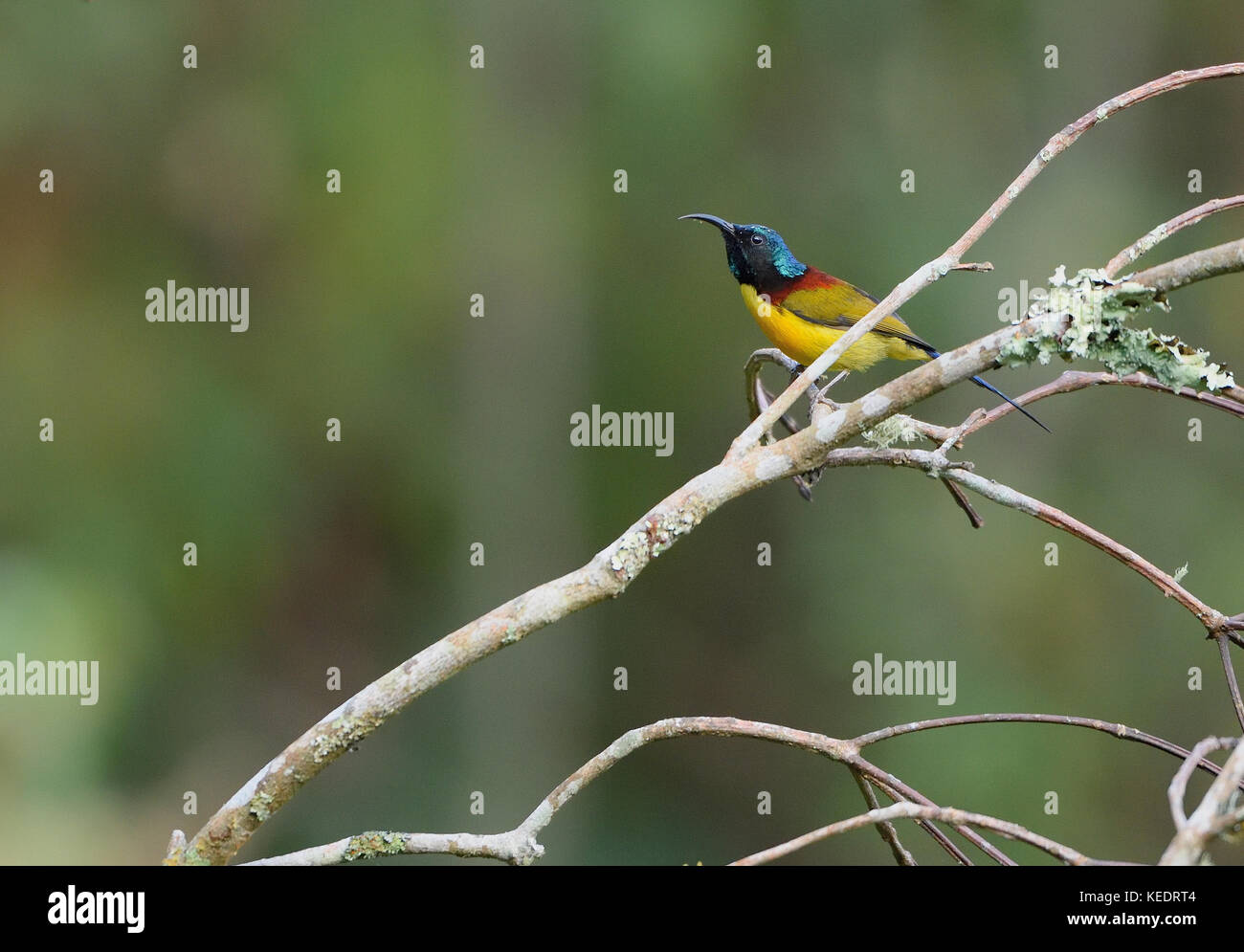 Green tailed sunbird hi-res stock photography and images - Alamy