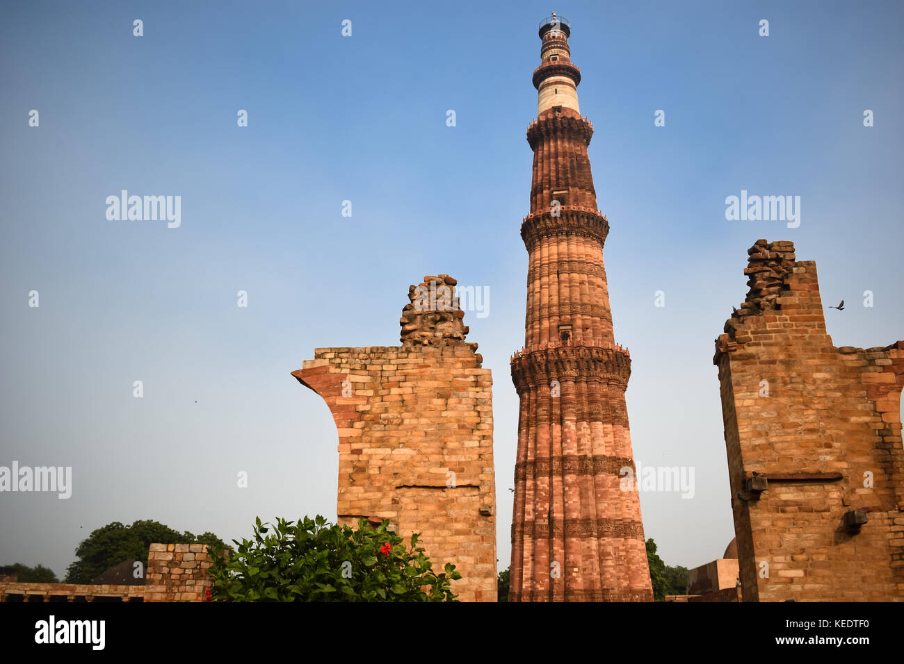 Qutub minar tree hi-res stock photography and images - Alamy