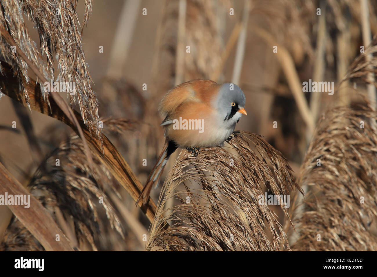 Bearded Reedling or Bearded Tit (Panurus biarmicus) Baden-Wuerttemberg ...