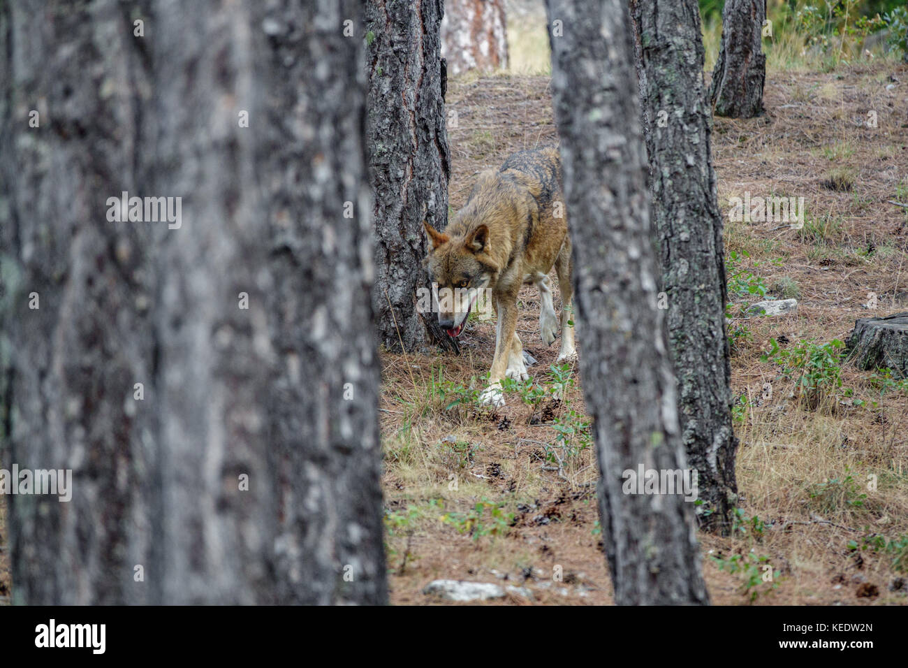 Canis Lupus Signatus between pine tree trunks n2 Stock Photo - Alamy