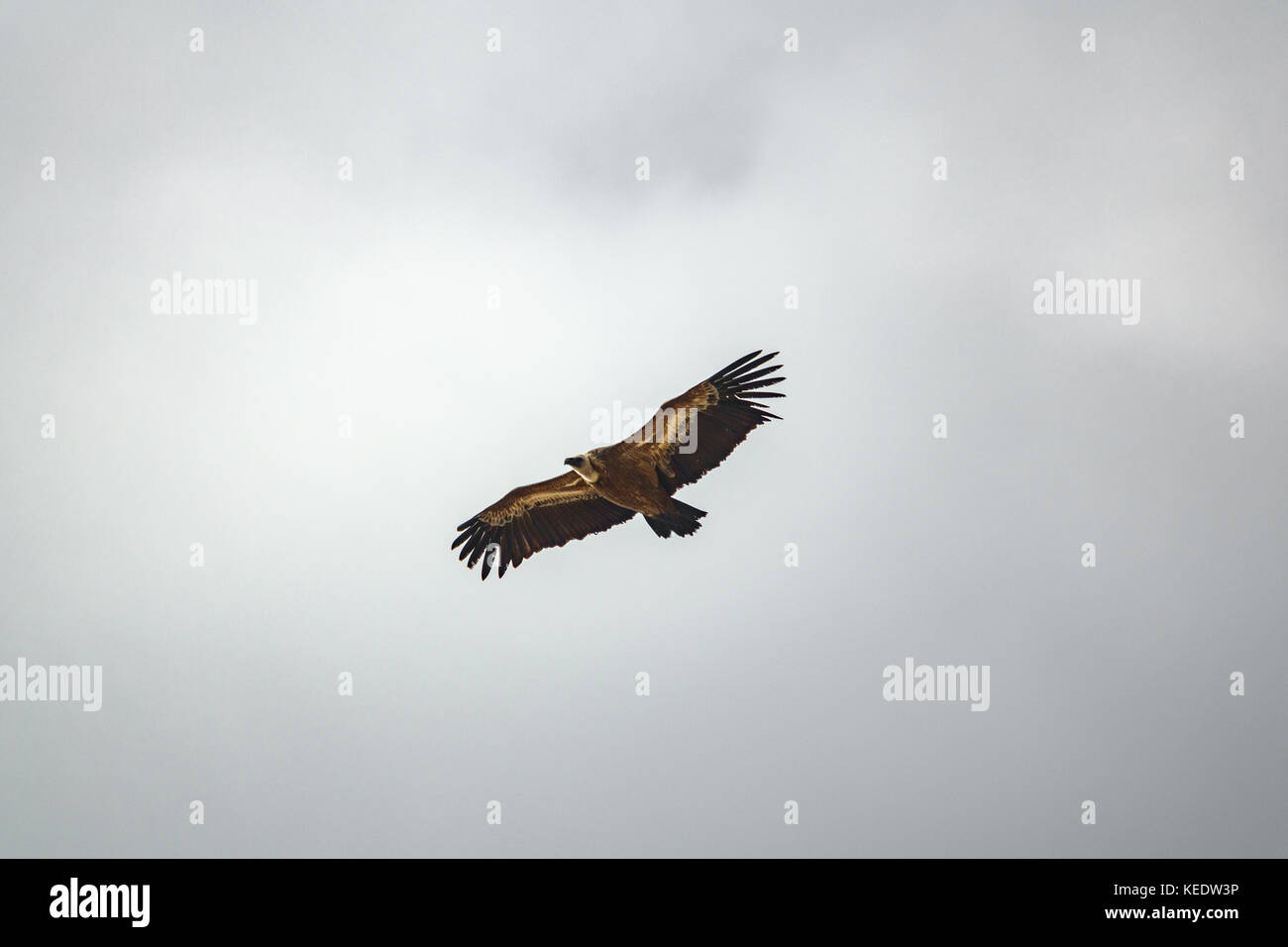 Vulture flying hi-res stock photography and images - Alamy