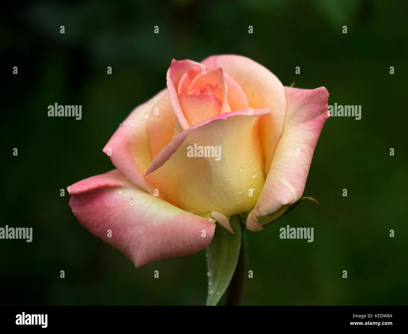 Macro of a pink and soft yellow Flamingo Rose Flower Stock Photo - Alamy