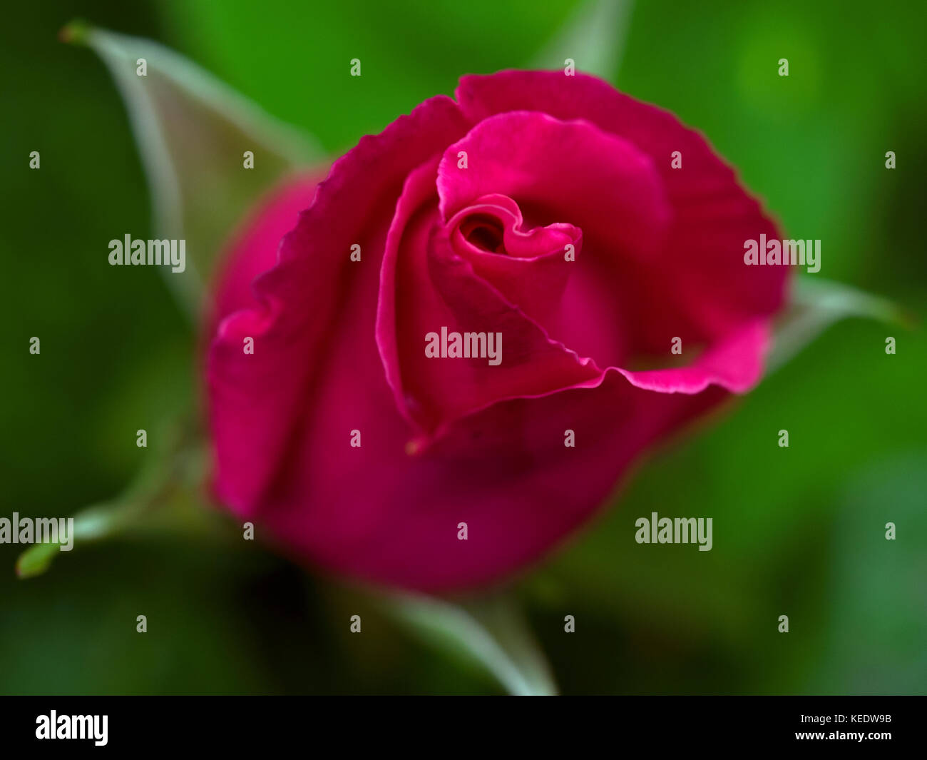 Macro of a Rose Flower Stock Photo - Alamy