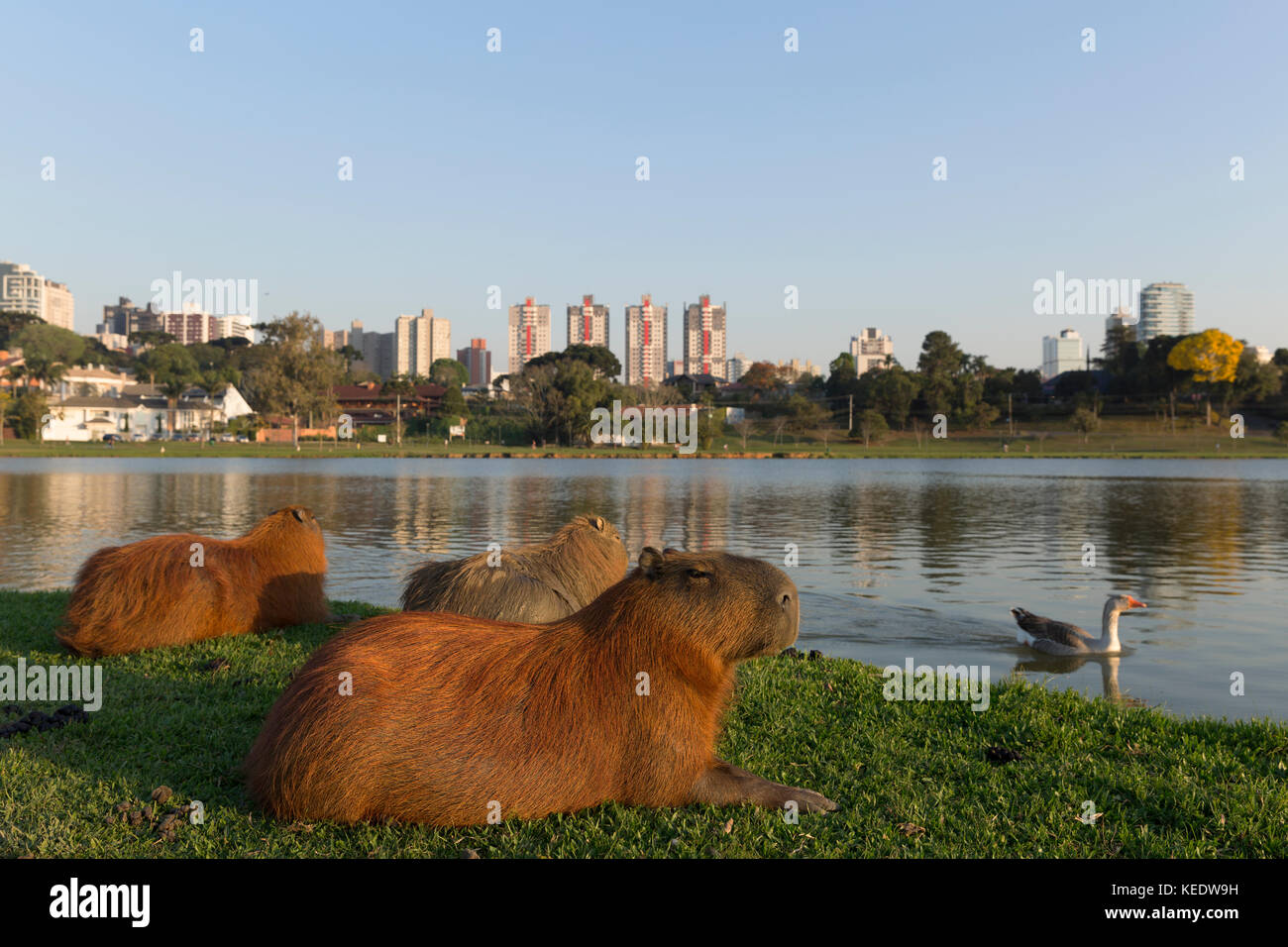 Barigui Park in Curitiba Stock Photo - Alamy