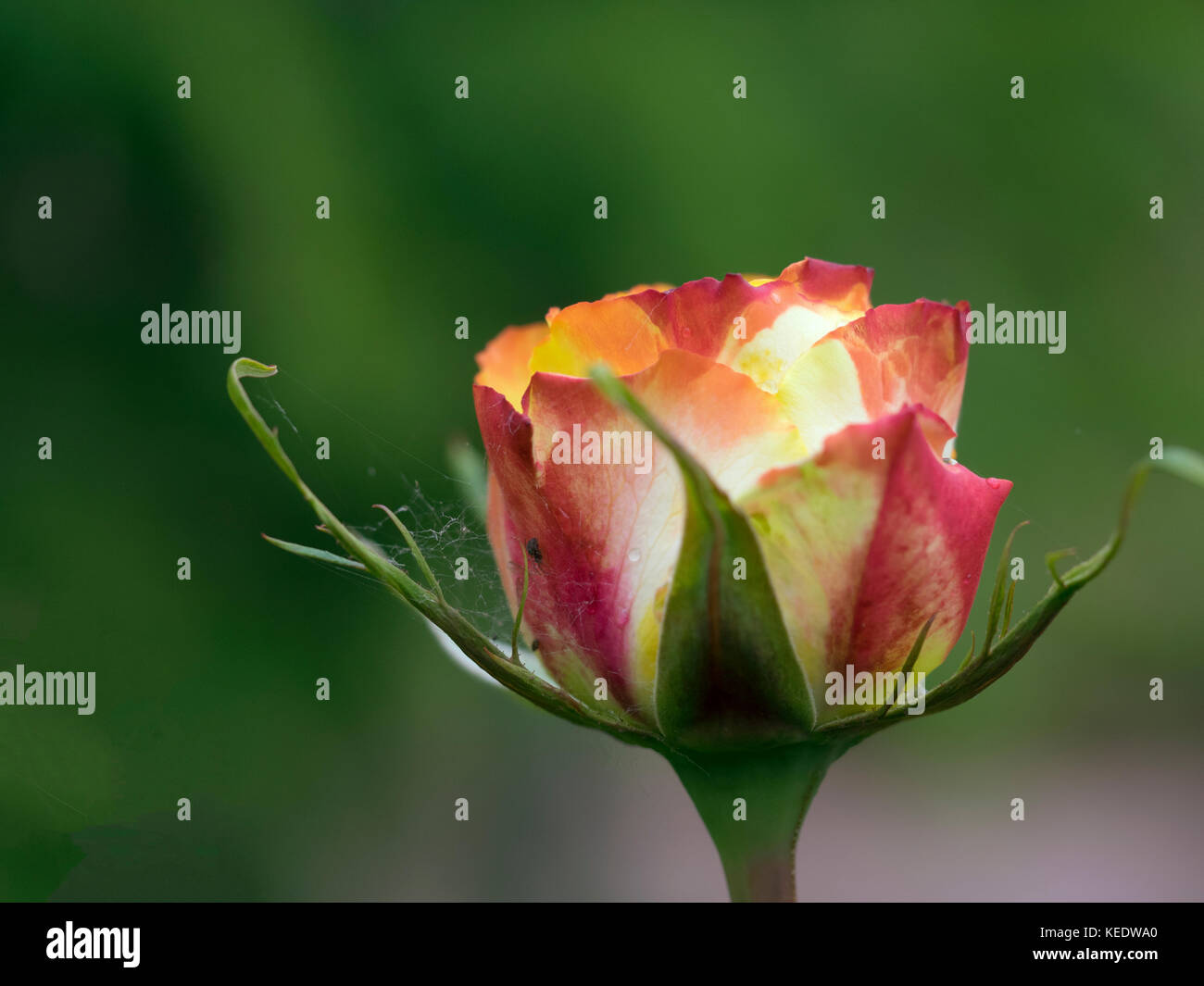 Macro of a Red and Yellow Tequila Sunrise Rose Flower Stock Photo - Alamy