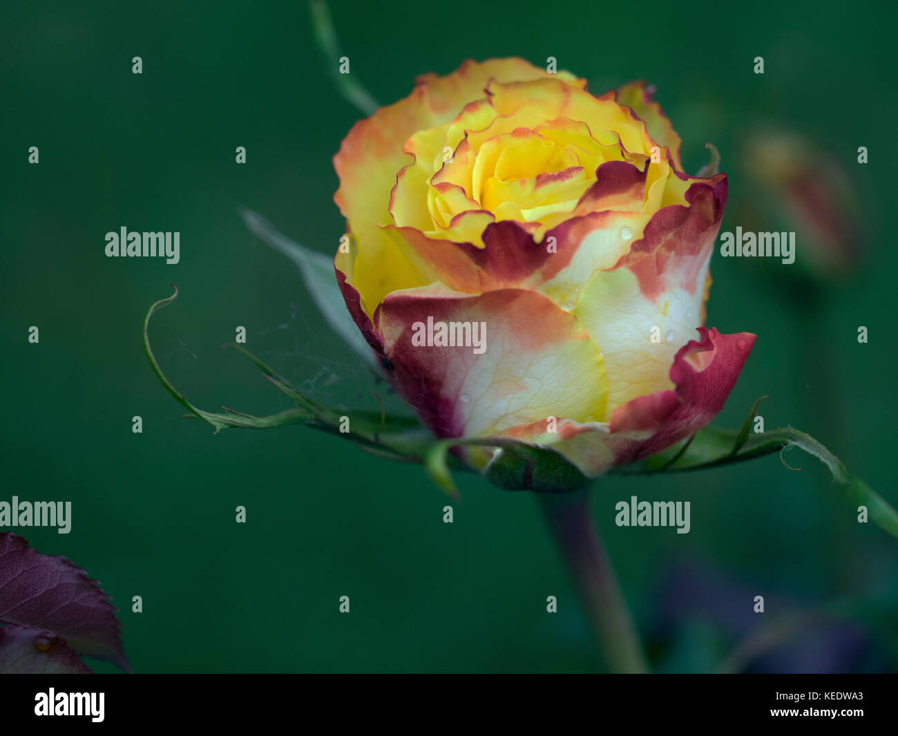 Macro of a Red and Yellow Tequila Sunrise Rose Flower Stock Photo - Alamy