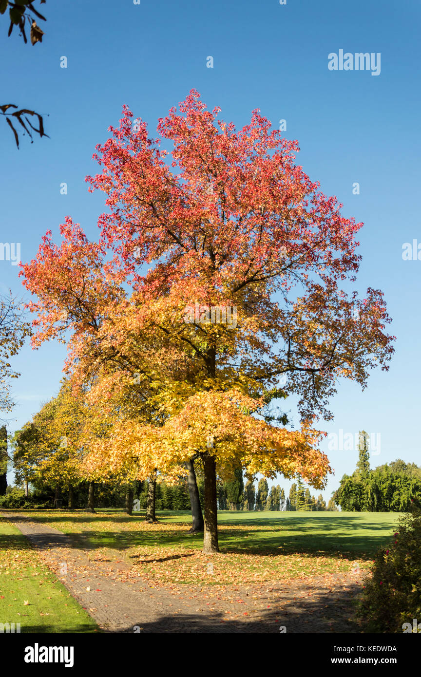 Autumn tree in the park Stock Photo - Alamy