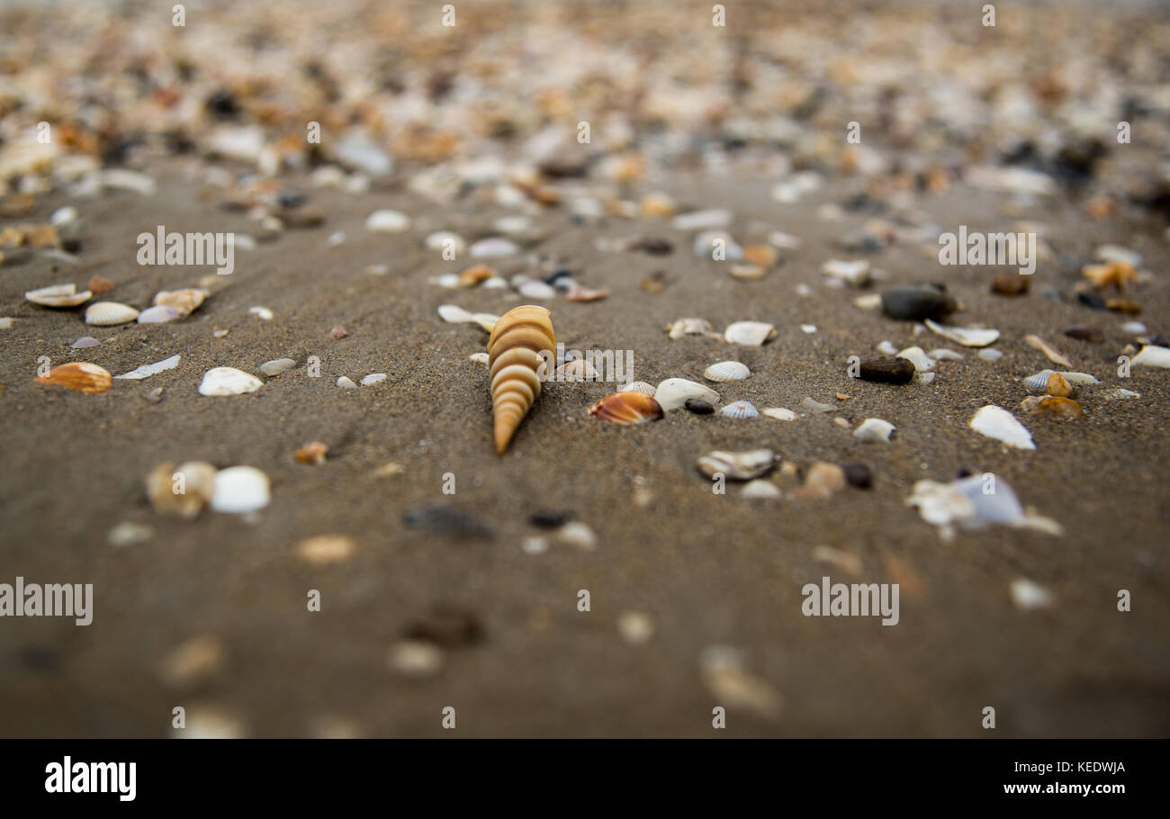 A seashells filled beach in Goa Stock Photo - Alamy