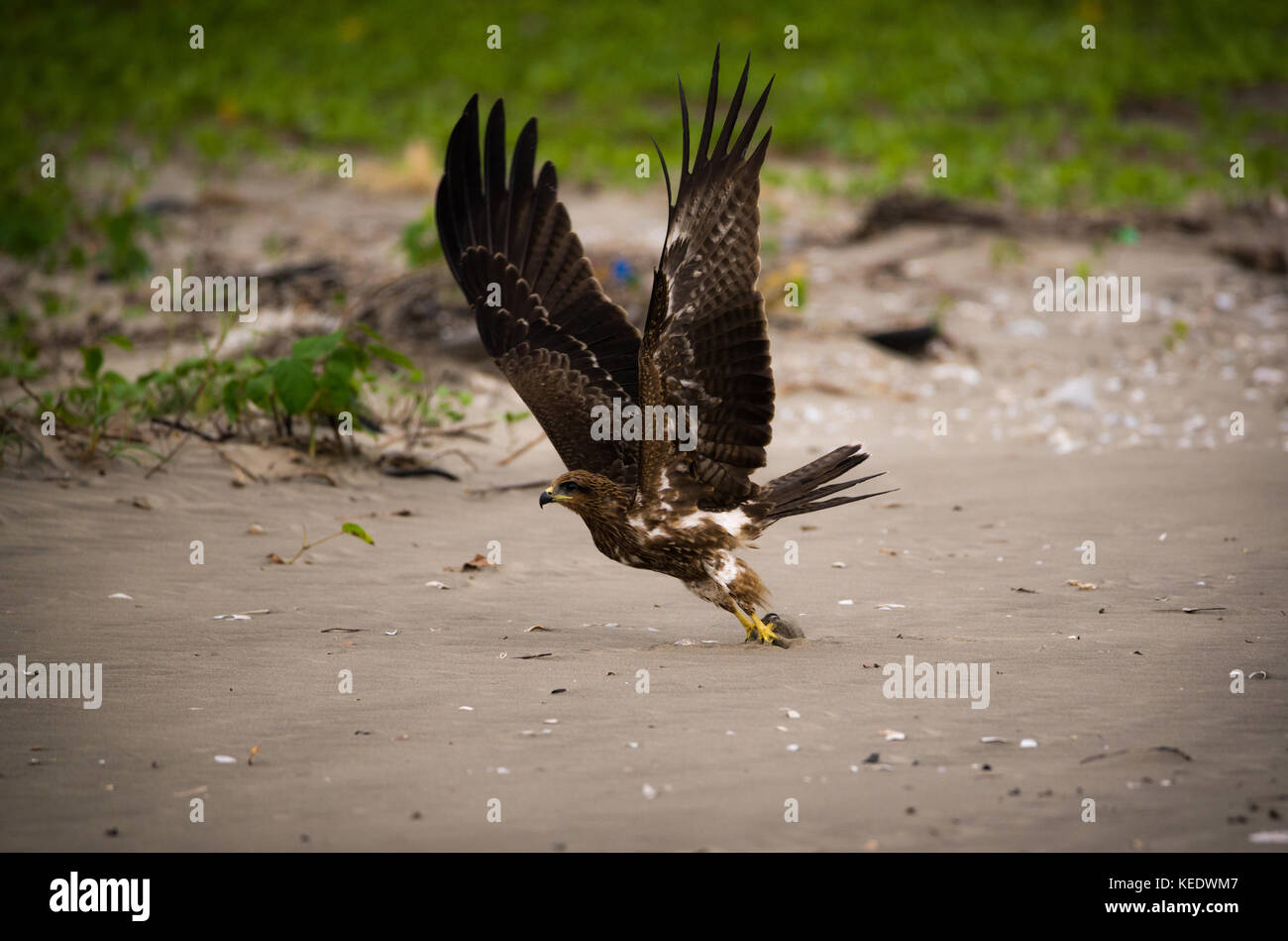 Bird taking off hi-res stock photography and images - Alamy