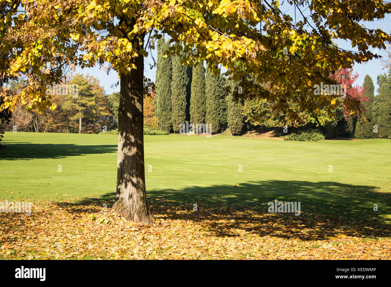 Autumn tree in the park Stock Photo - Alamy