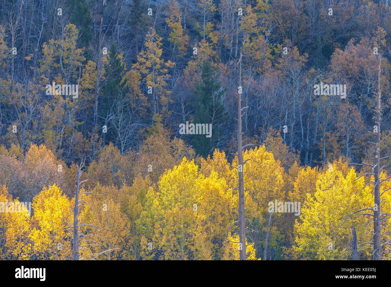 Aspen trees (Populus tremuloides) in their fall foliage, June Lake Loop ...