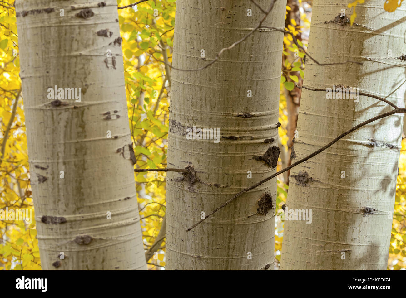 Close up of the aspen trees trunks (Populus tremuloides), and the fall ...