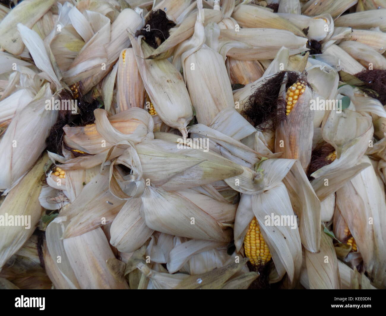 Abstract corn hi-res stock photography and images - Alamy
