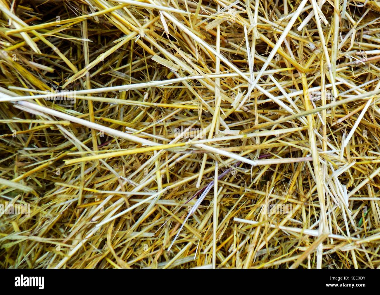 Hay dry grass background hi-res stock photography and images - Alamy