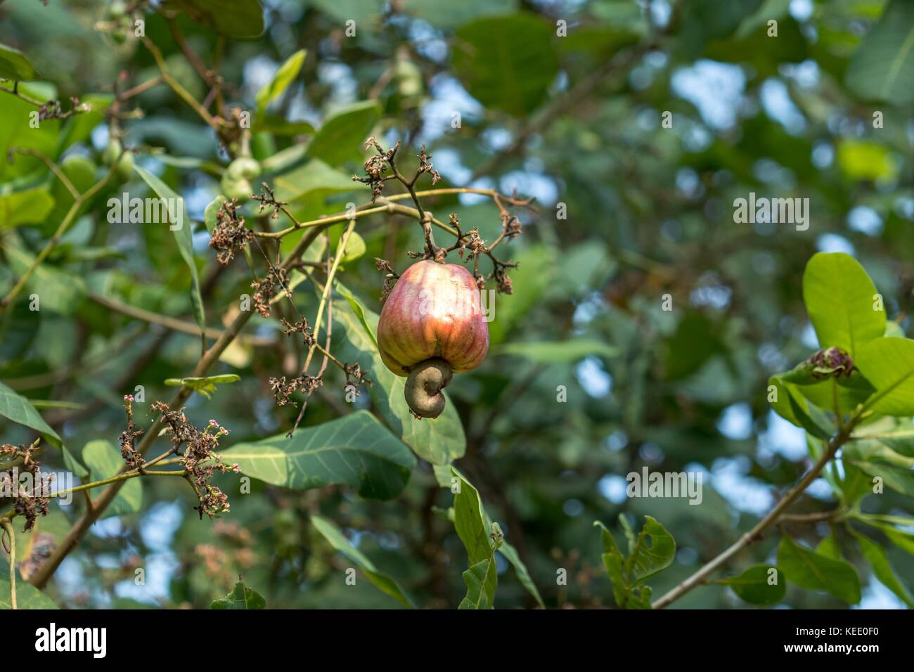 Agriculture cashew farming fruit green leaf nut red tree tropical hi ...