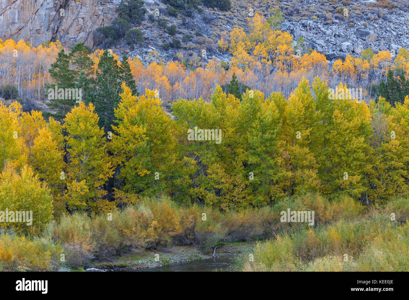 Aspen trees (Populus tremuloides) in their fall foliage, June Lake Loop ...
