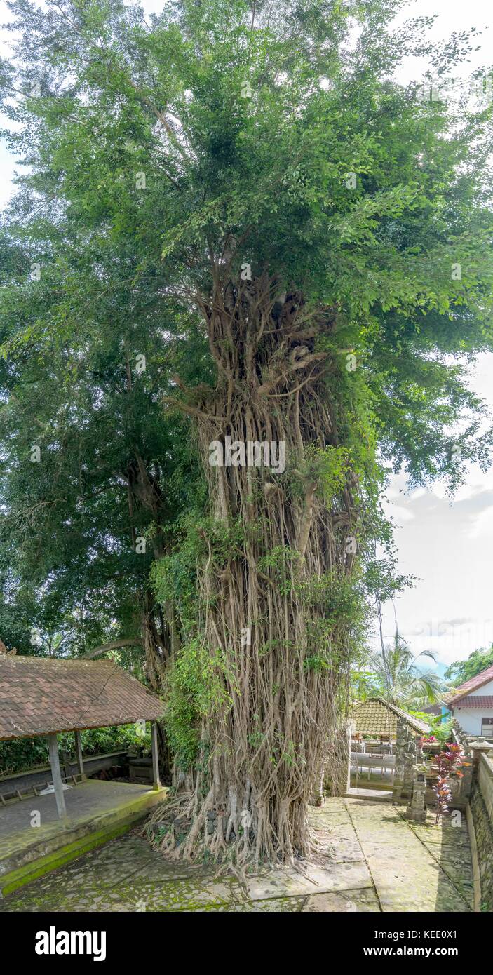 Big tree in Bali, Indonesia Stock Photo - Alamy