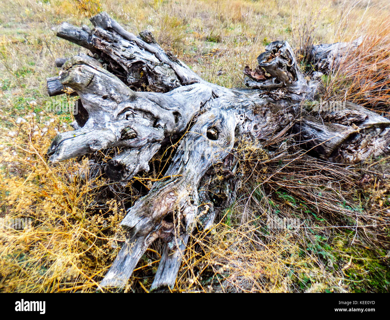 Old fallen tree Stock Photo - Alamy