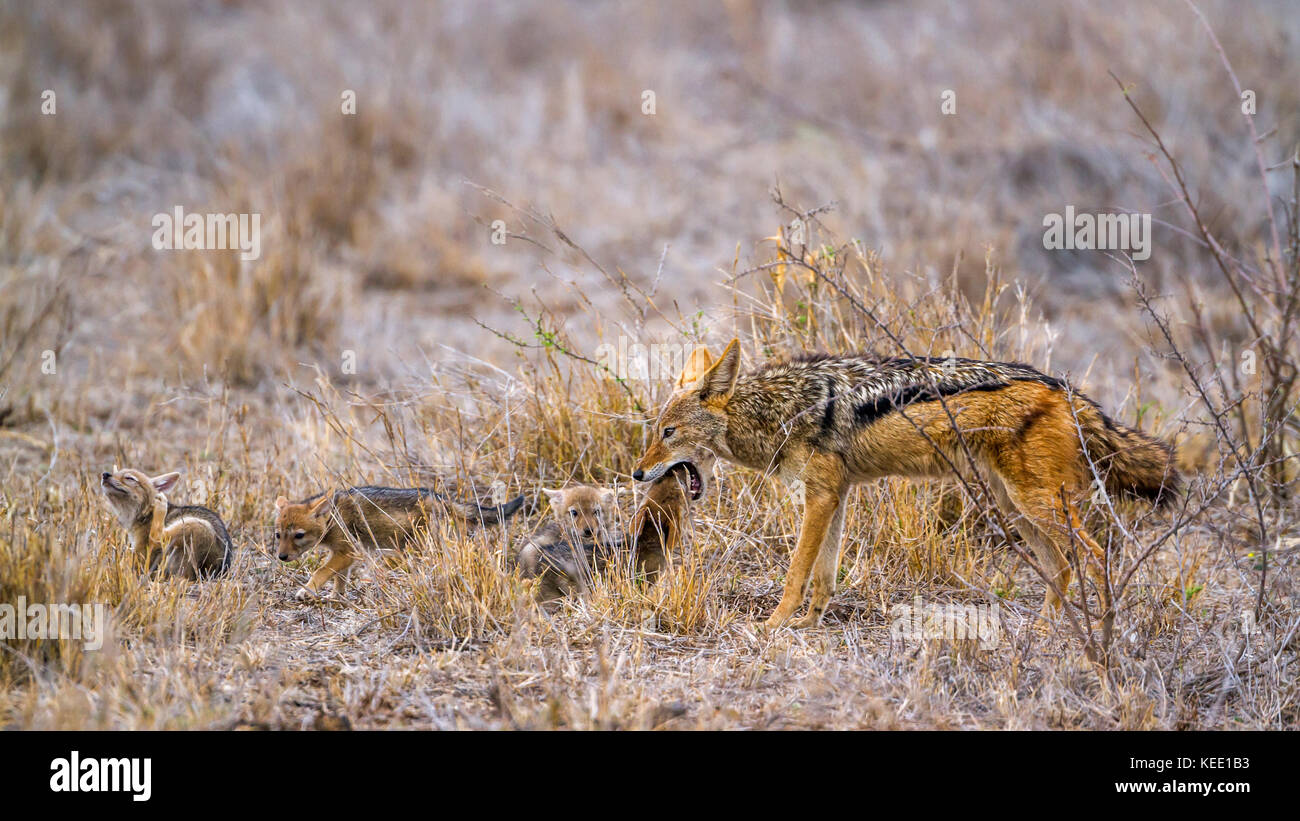 Black-backed jackal in Kruger national park, South Africa ; Specie ...