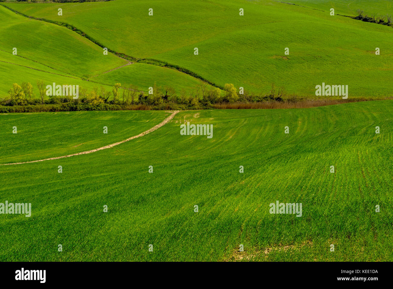Italy Tuscany Orciano Pisano Province of Pisa Stock Photo - Alamy
