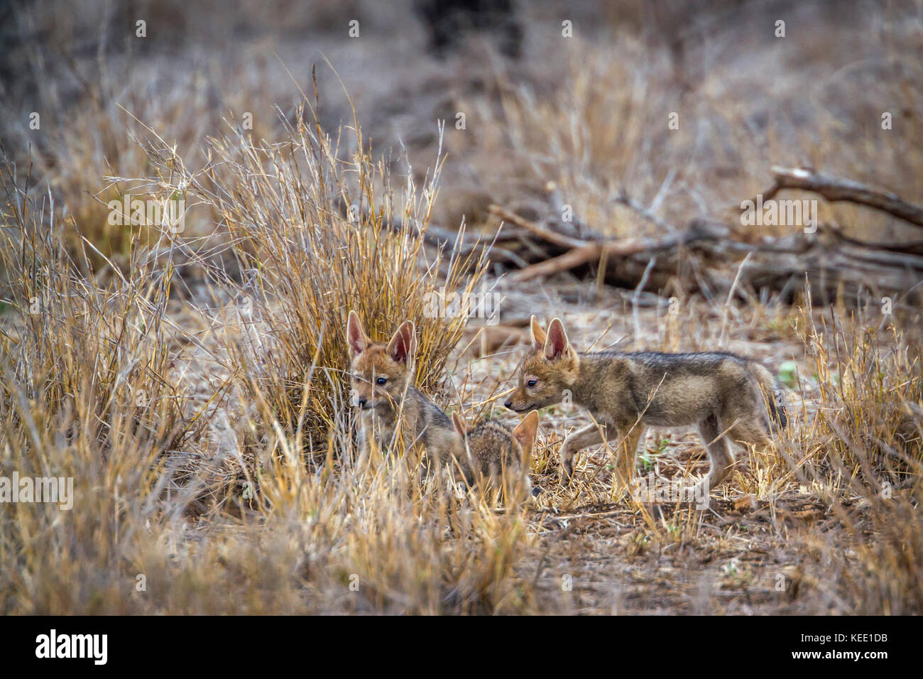 Black-backed jackal in Kruger national park, South Africa ; Specie ...