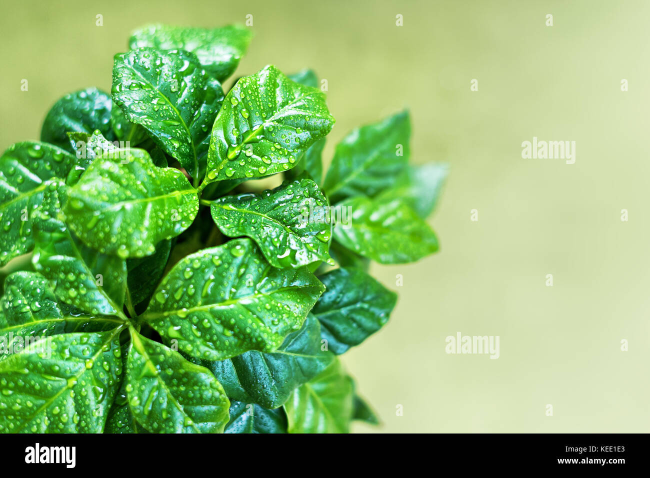Young sprouts of coffee tree in a pot. Top view. Coffee tree leaves ...