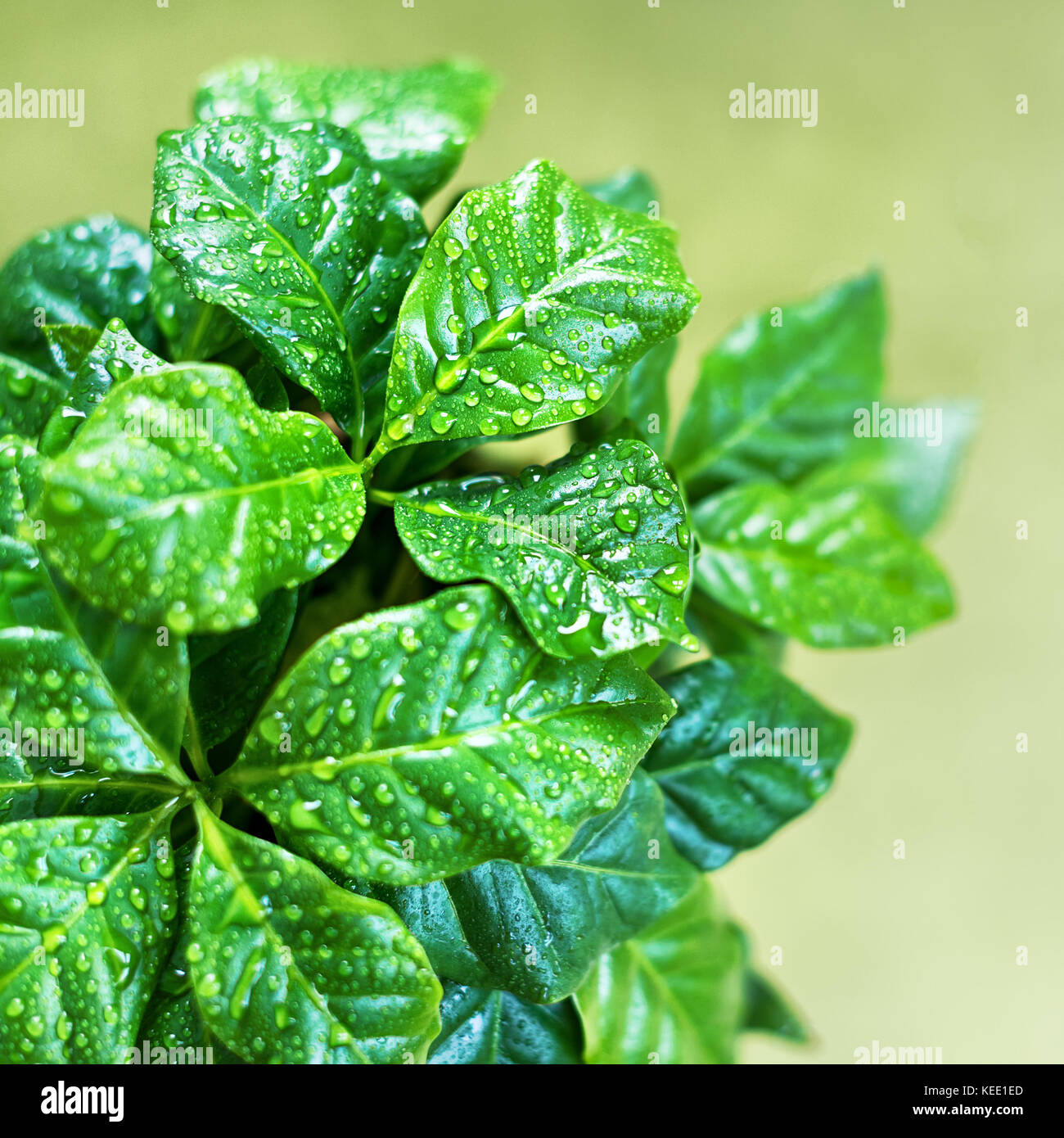 Top view of coffee plant tree hi-res stock photography and images - Alamy