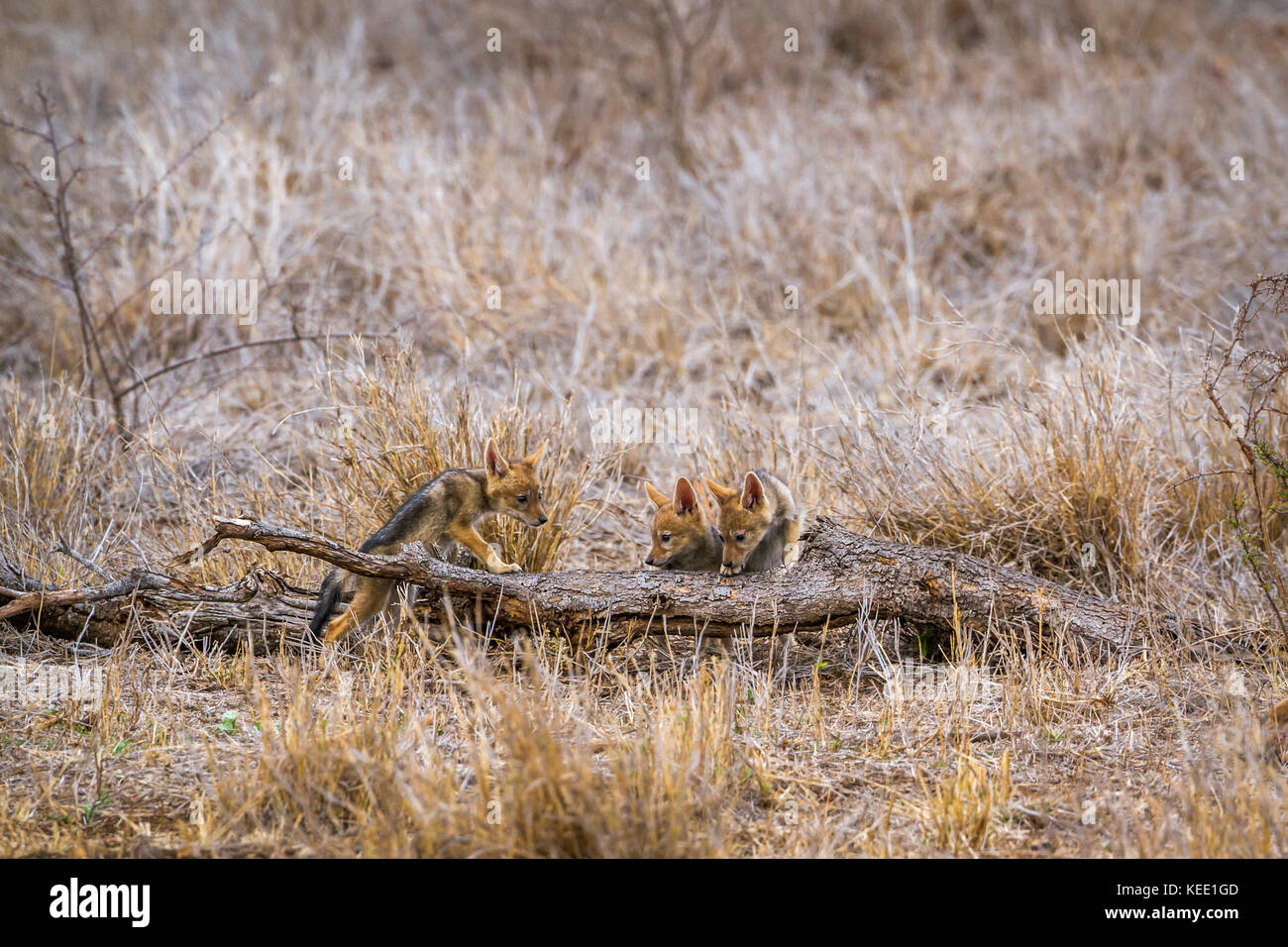 Black-backed jackal in Kruger national park, South Africa ; Specie ...