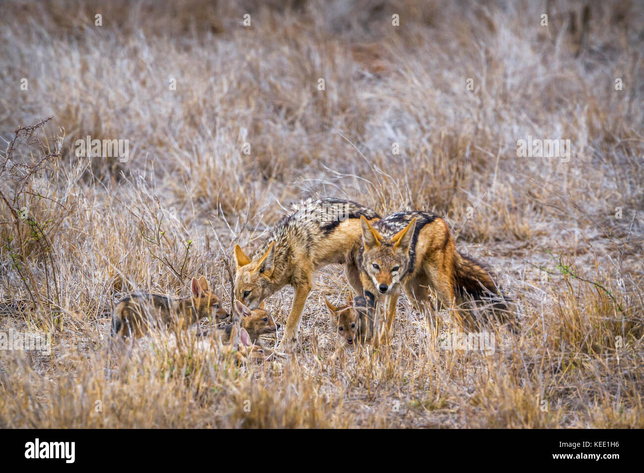 Jackal couple hi-res stock photography and images - Alamy