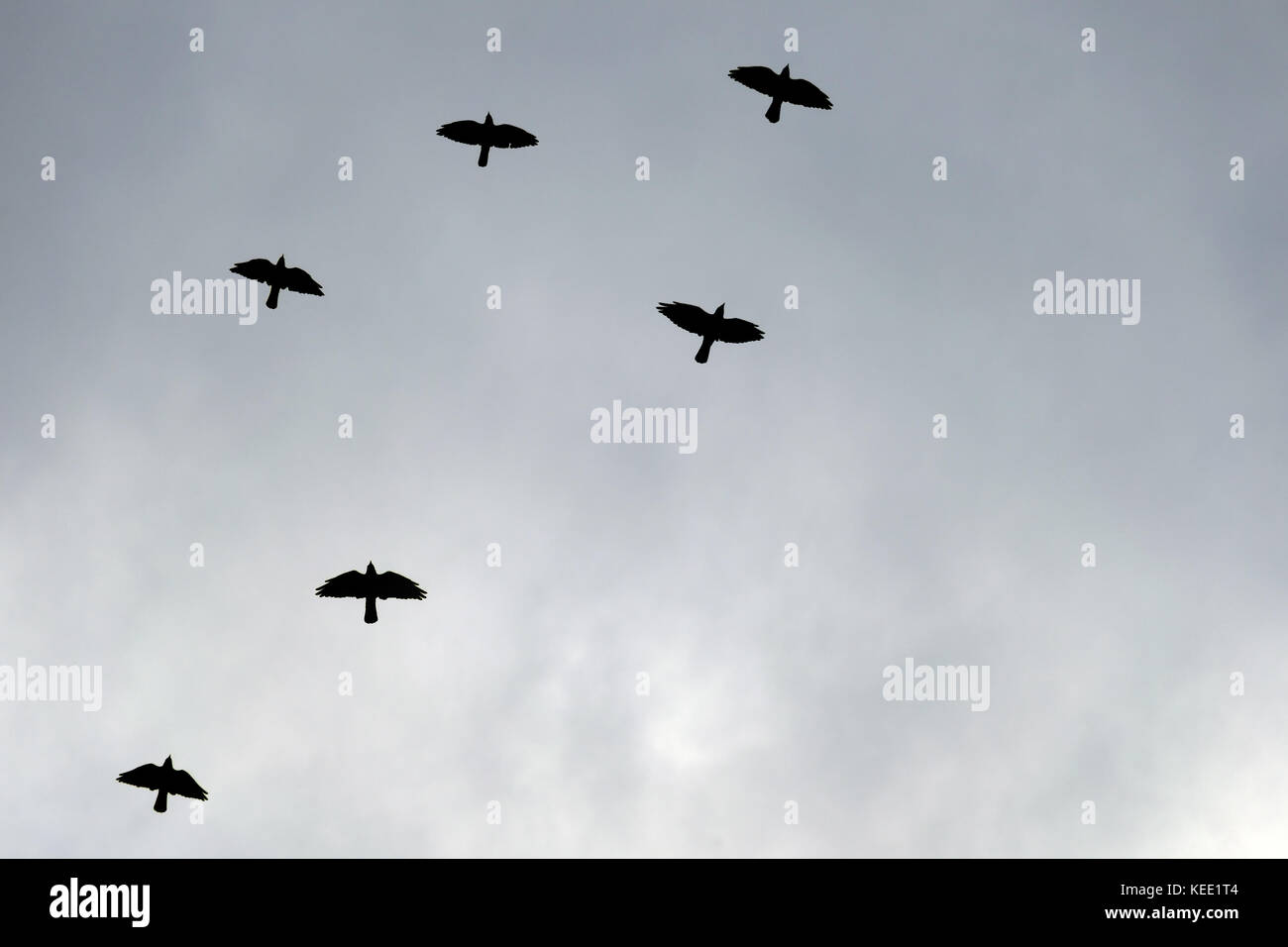 Flock of black birds flying in the sky. Empty copy space for text Stock ...