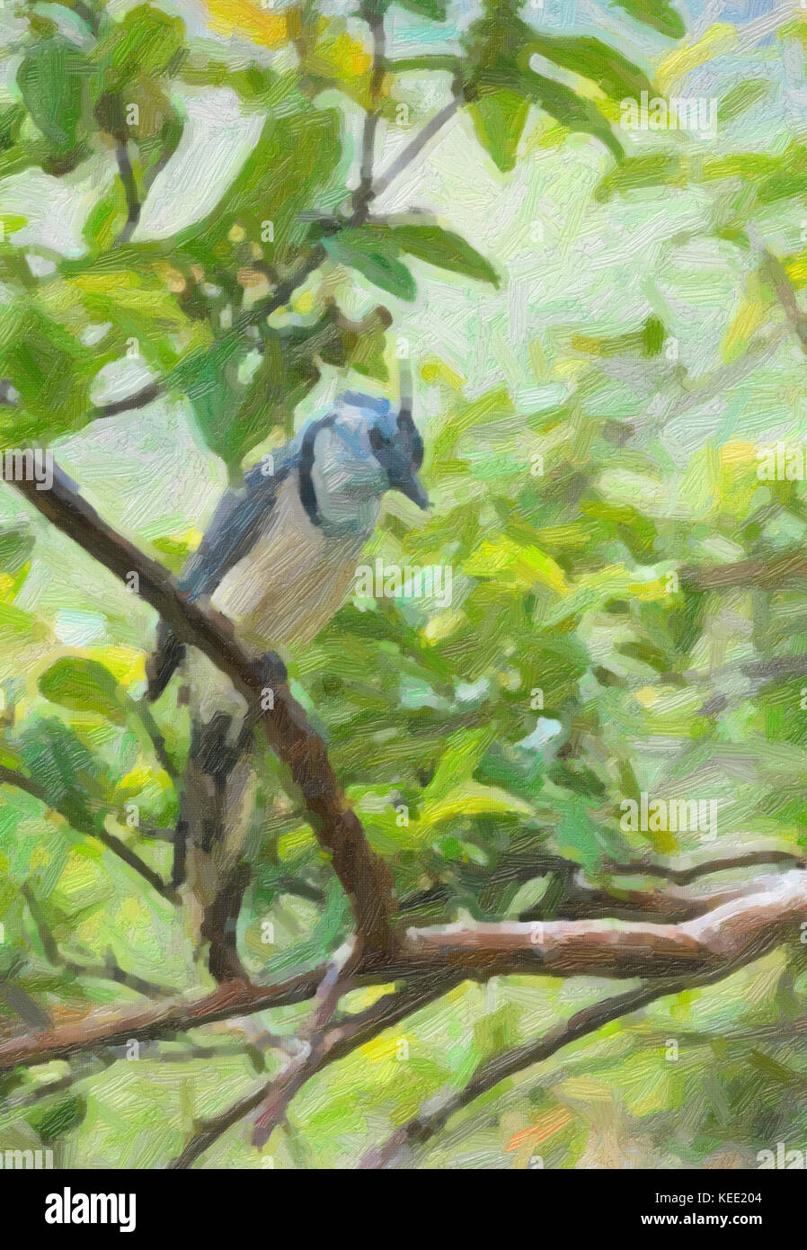 Digital Oil Painting effect blue Magpie-jay in a tree Stock Photo - Alamy