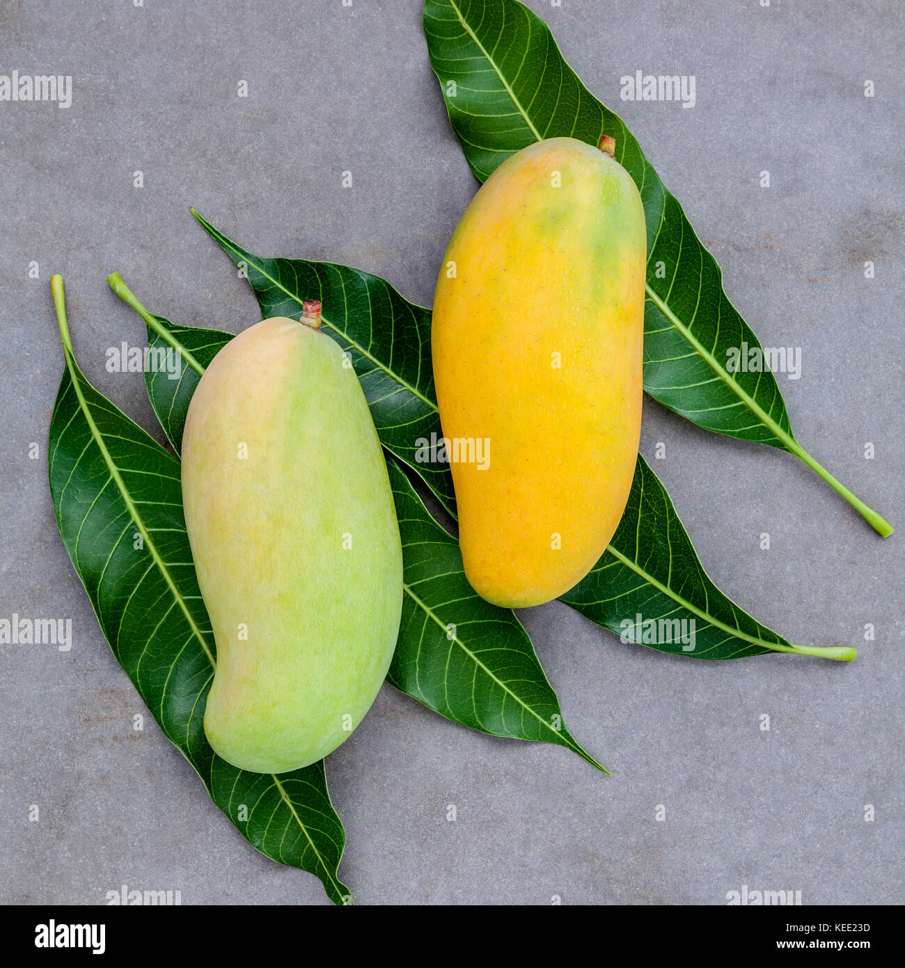 Fresh organic traditional thai mangoes high vitamins and minerals set ...
