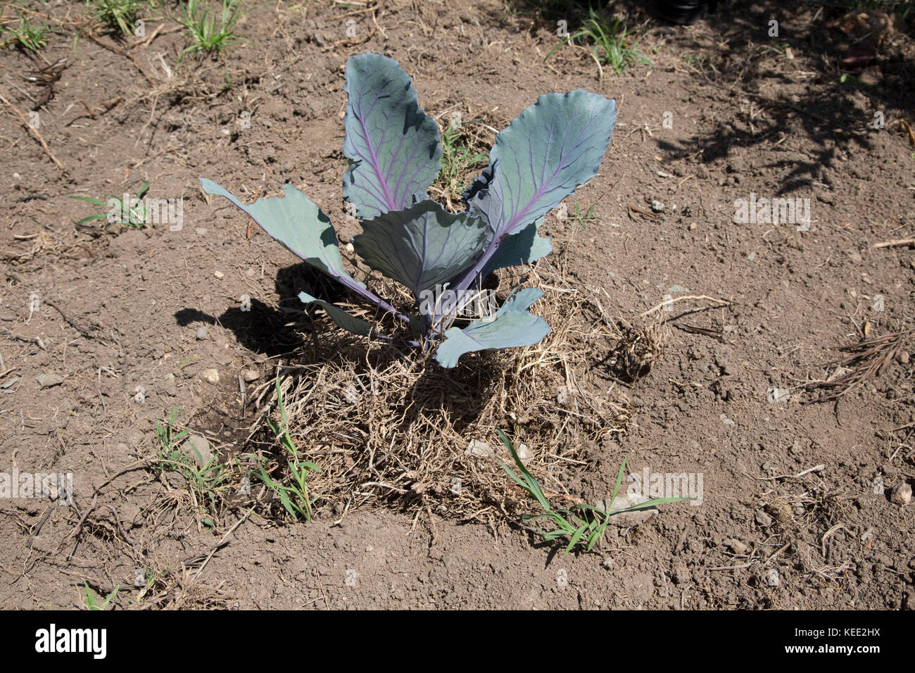 Cabbage plant with mulch Langa Langa School Gilgil Kenya Stock Photo ...